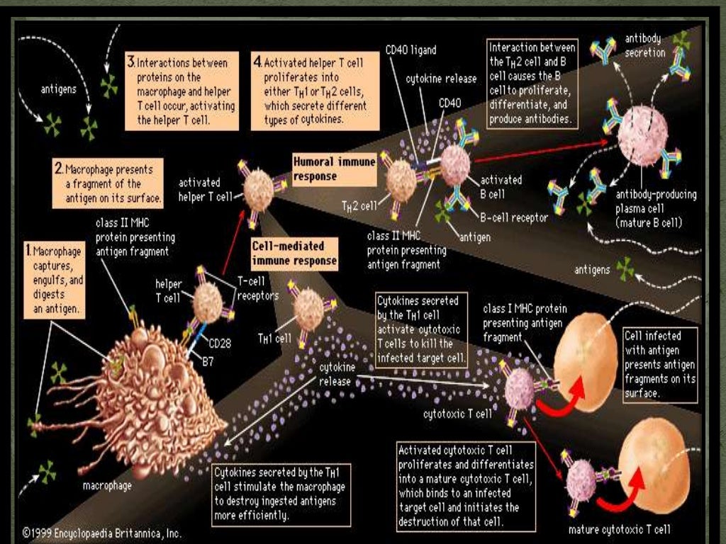 Cell mediated immunity (presentation)
