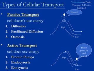 Cell Membrane And Cell Transport Notes New | PPT