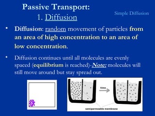 Cell Membrane And Cell Transport Notes New | PPT