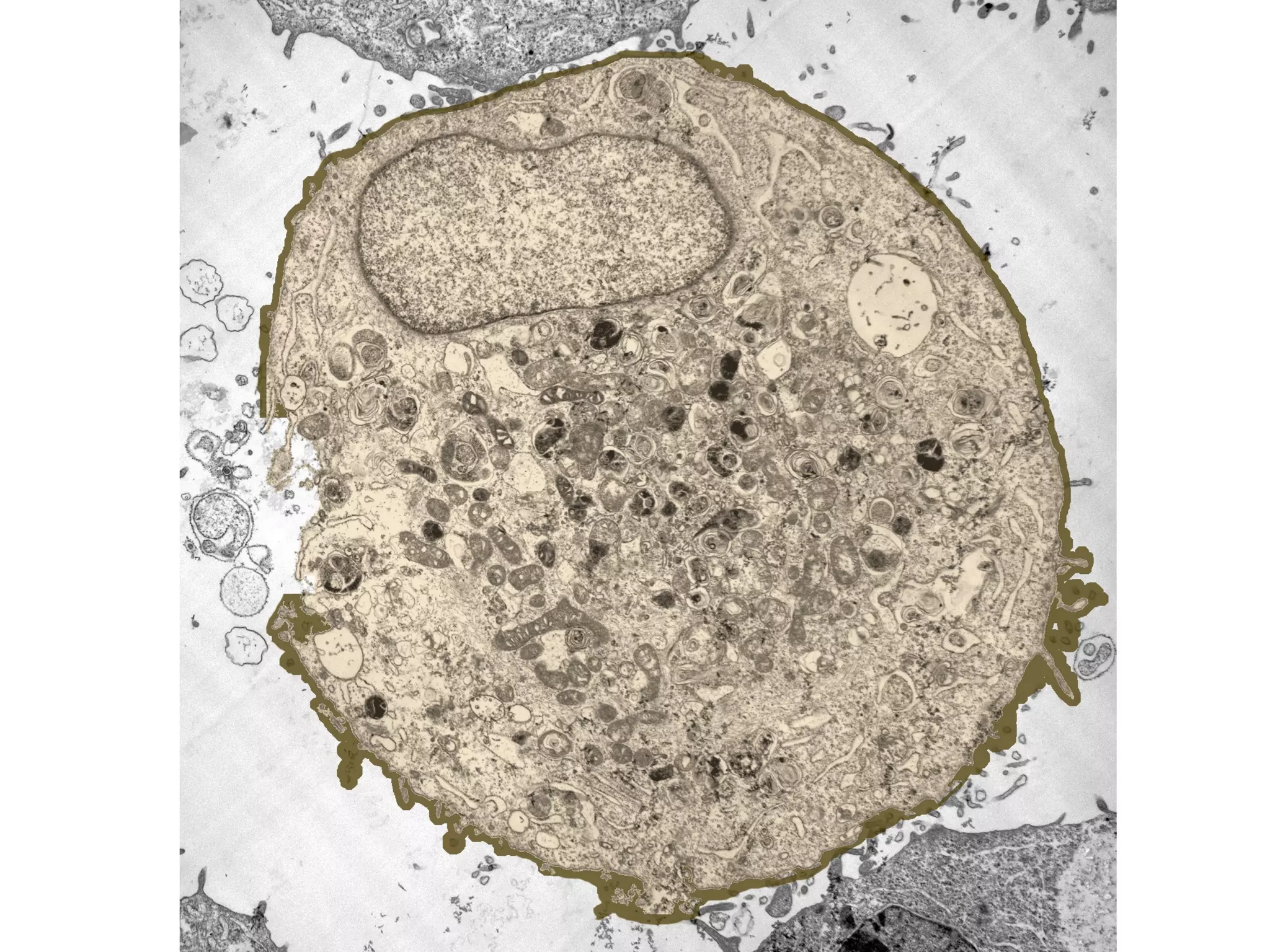 Honors Biology: Cell Membrane ~ Diffusion And Osmosis | PPT