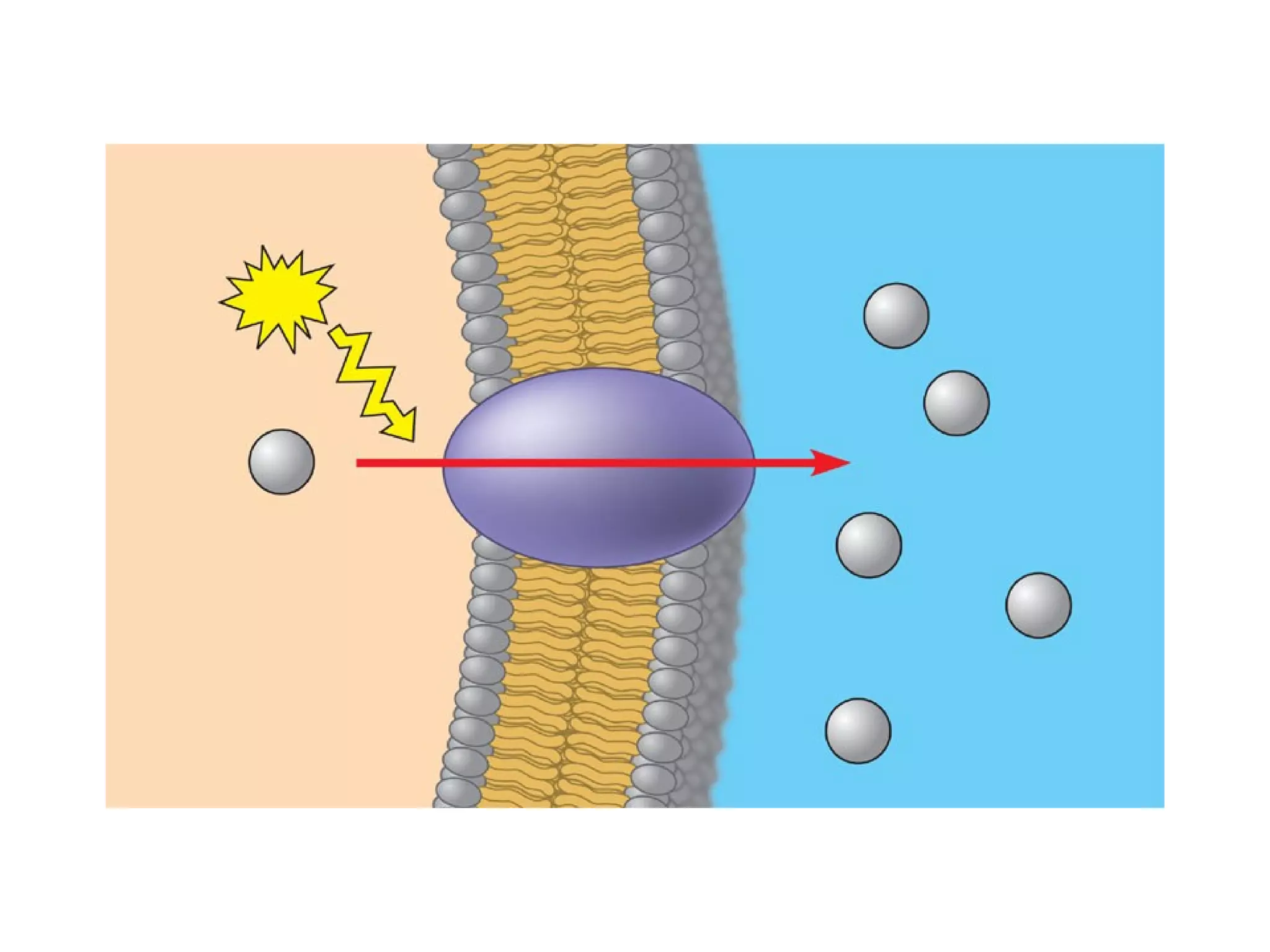 Honors Biology: Cell Membrane ~ Diffusion And Osmosis | PPT