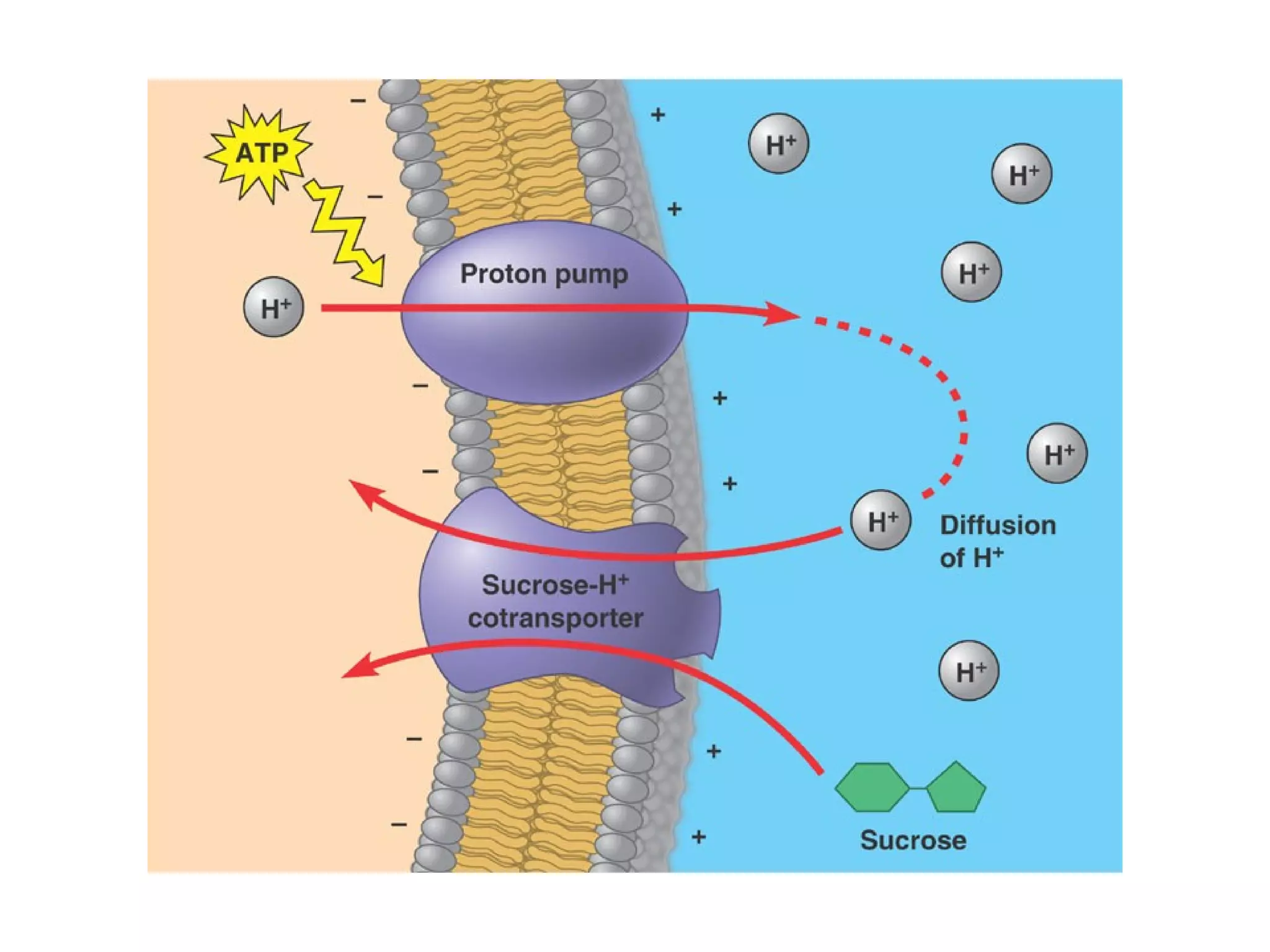 Honors Biology: Cell Membrane ~ Diffusion And Osmosis | PPT