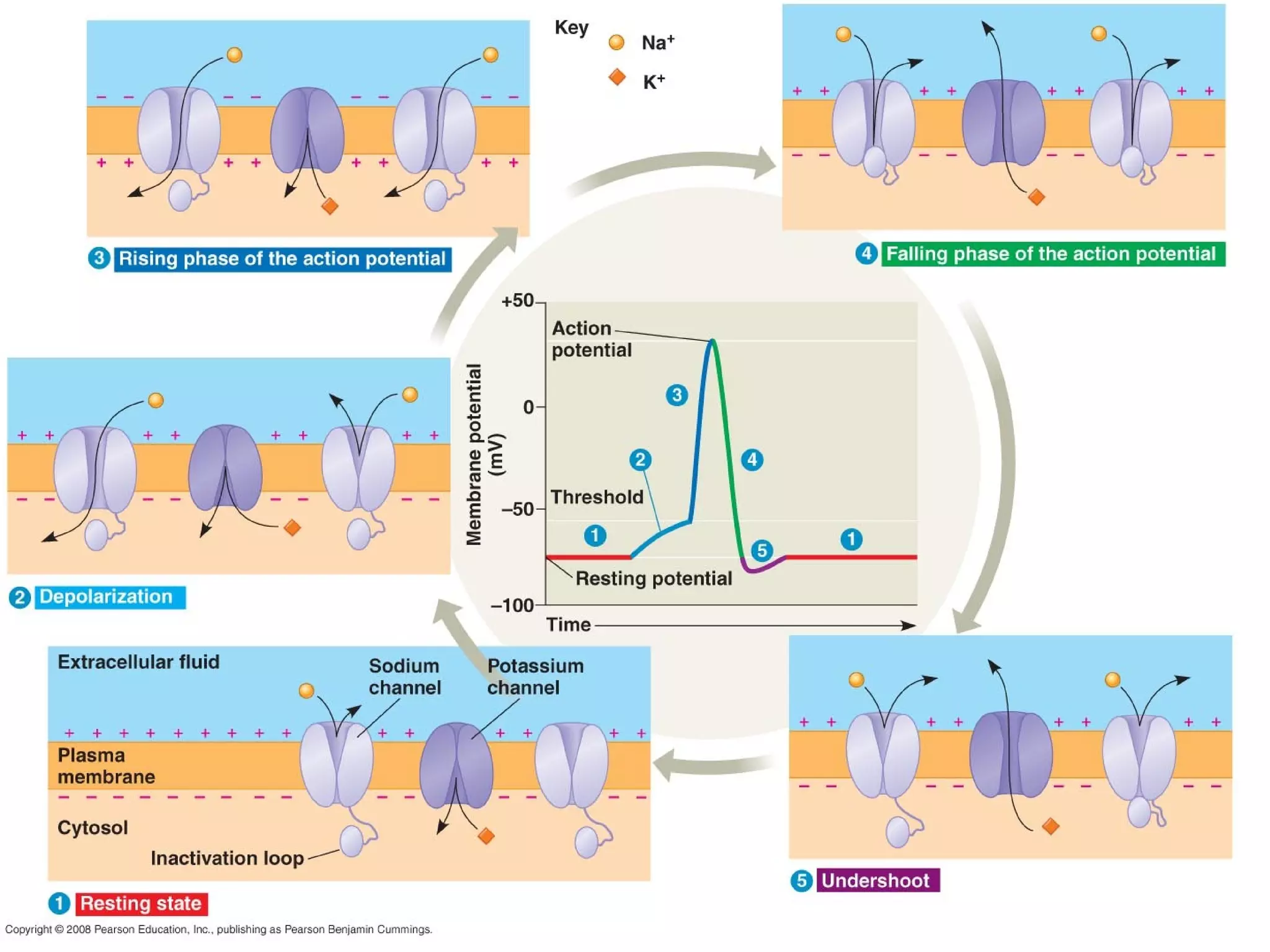 Honors Biology: Cell Membrane ~ Diffusion And Osmosis | PPT