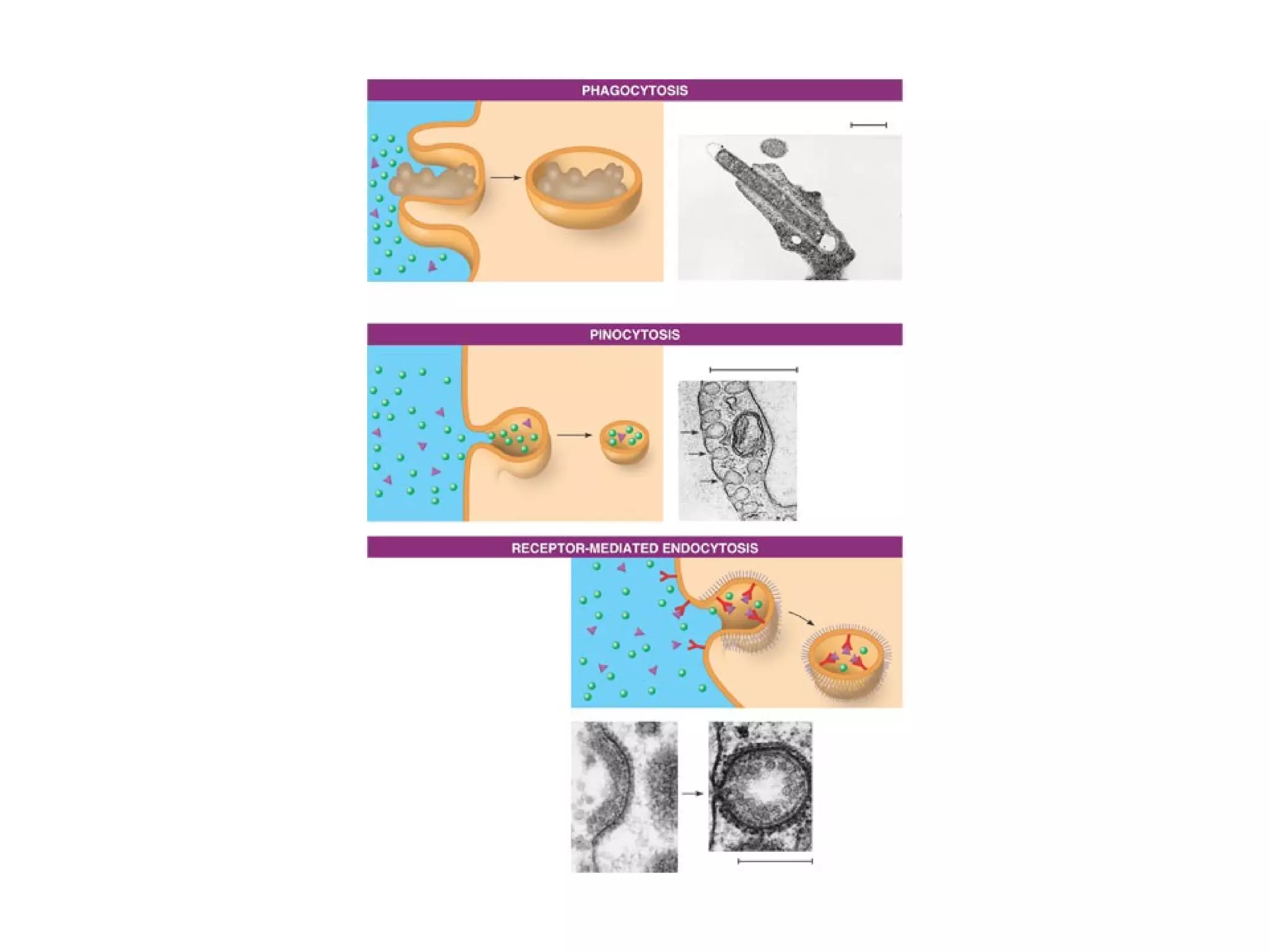Honors Biology: Cell Membrane ~ Diffusion And Osmosis | PPT