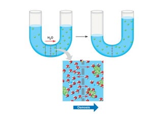 Honors Biology: Cell Membrane ~ Diffusion And Osmosis | PPT