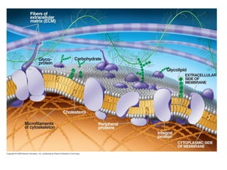 Honors Biology: Cell Membrane ~ Diffusion And Osmosis | PPT