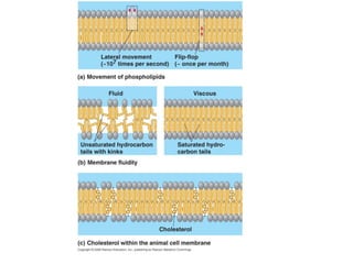 Honors Biology: Cell Membrane ~ Diffusion And Osmosis | PPT