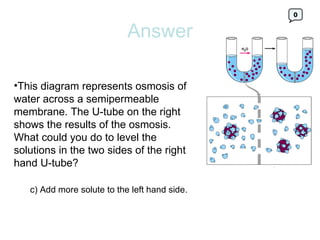 Honors Biology: Cell Membrane ~ Diffusion And Osmosis | PPT
