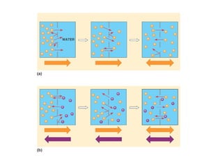 Honors Biology: Cell Membrane ~ Diffusion And Osmosis | PPT