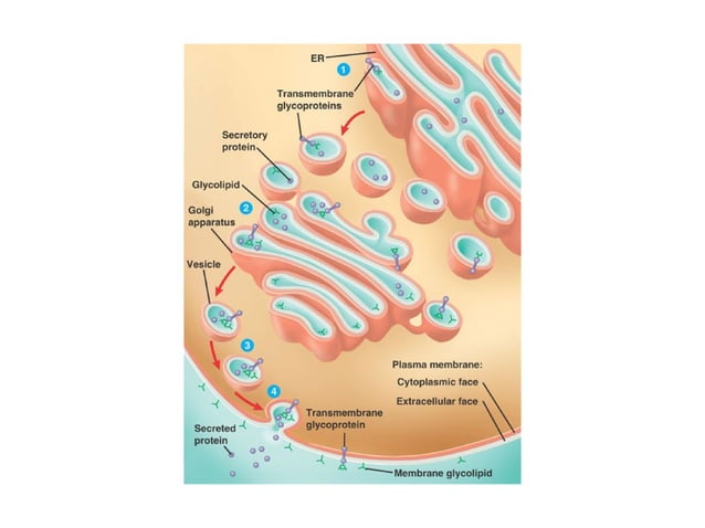 Honors Biology: Cell Membrane ~ Diffusion And Osmosis | PPT