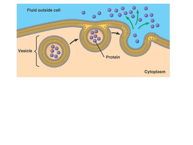 Honors Biology: Cell Membrane ~ Diffusion And Osmosis | PPT