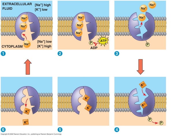 Honors Biology: Cell Membrane ~ Diffusion And Osmosis | PPT