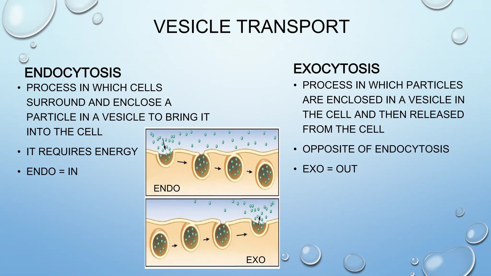 cell-membrane-lesson-ppt (2)_organized (1).pdf