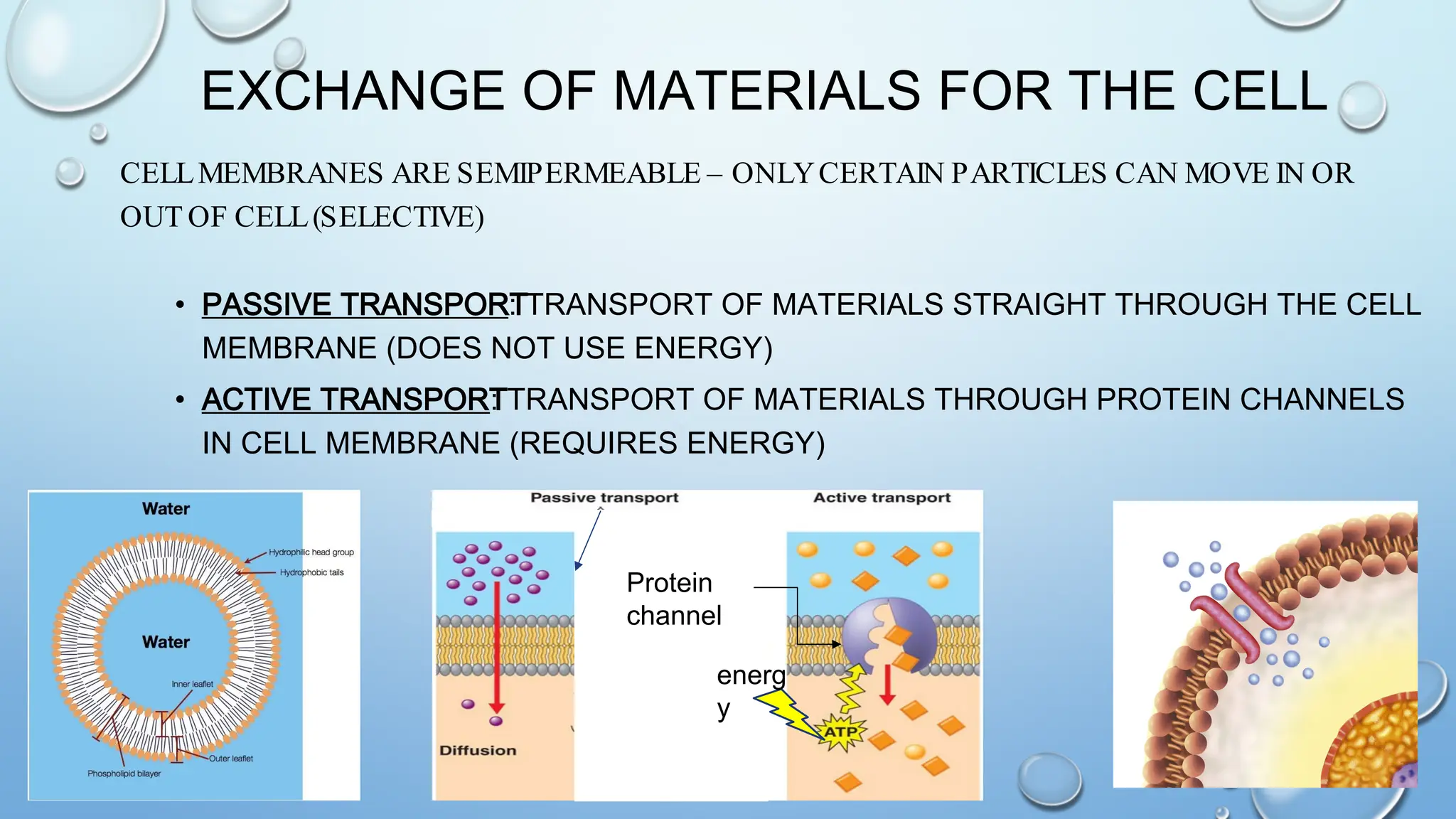 cell-membrane-lesson-ppt (2)_organized (1).pdf