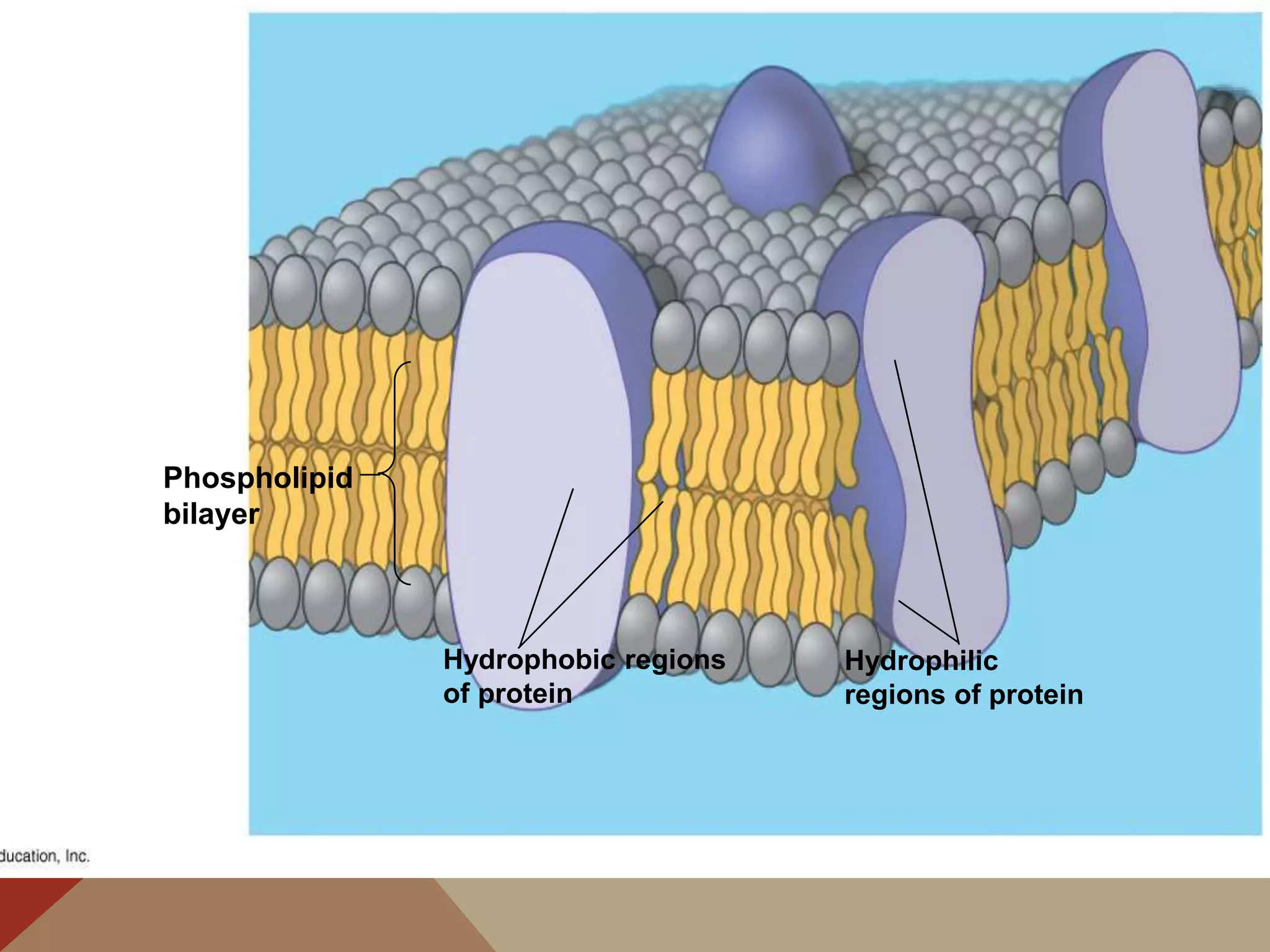 CELL-MEMBRANE-STRUCTURE-FUNCTION-WEEK-5.ppt