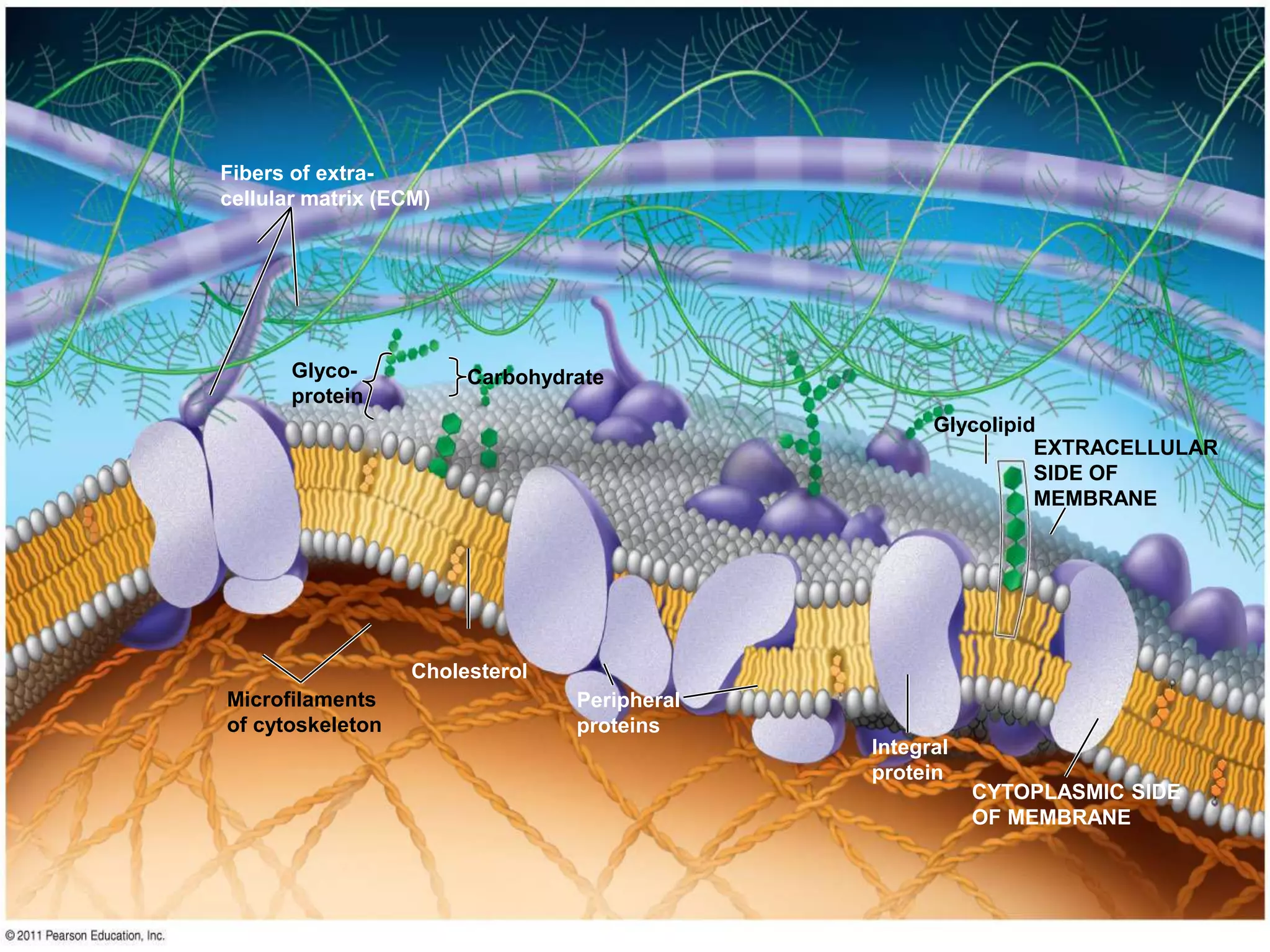 CELL-MEMBRANE-STRUCTURE-FUNCTION-WEEK-5.ppt