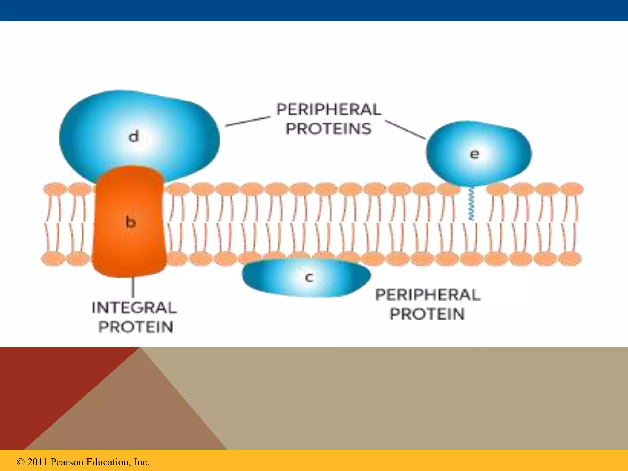Cell Membrane Structure Function Week 5 Ppt