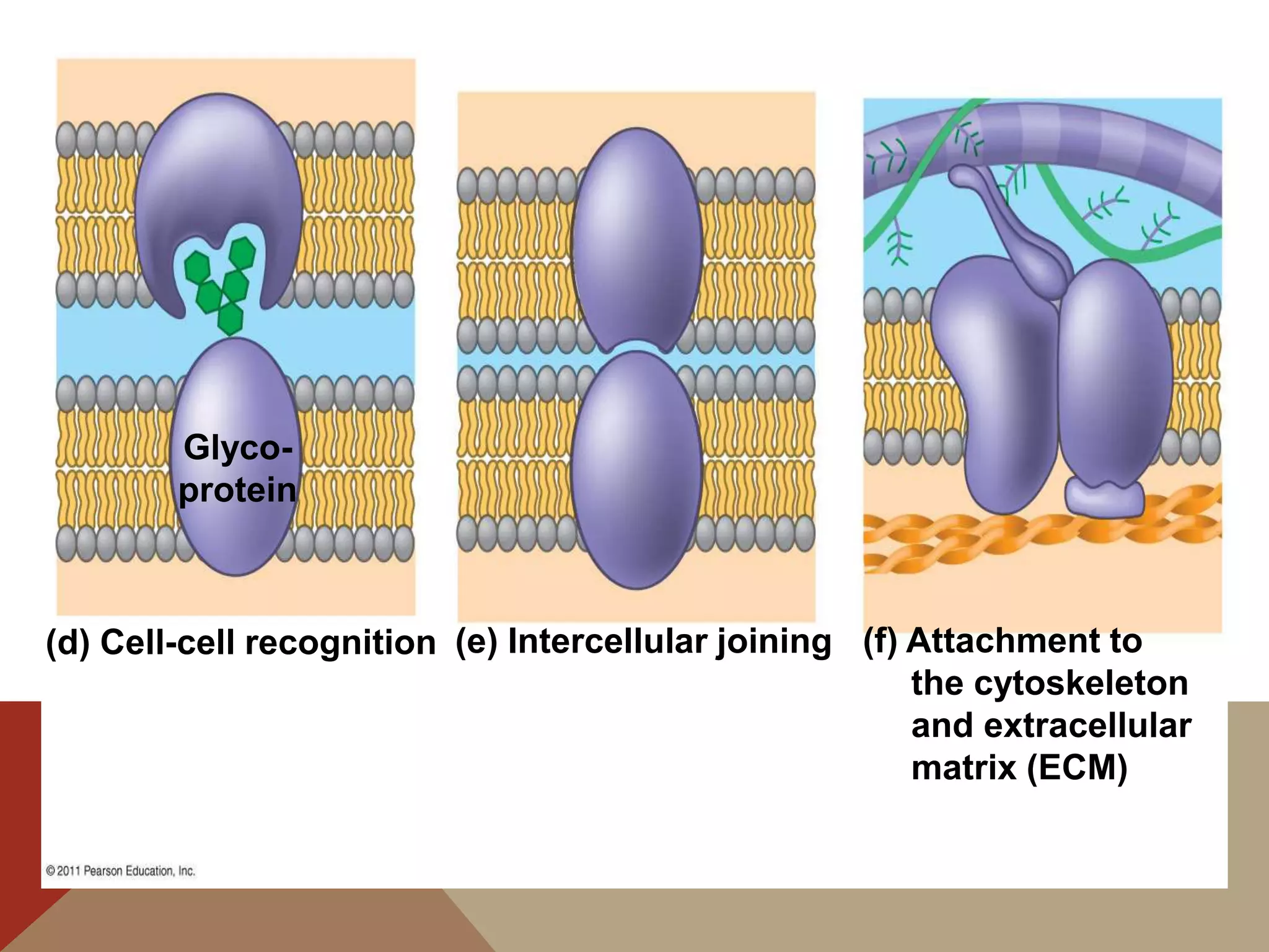 CELL-MEMBRANE-STRUCTURE-FUNCTION-WEEK-5.ppt