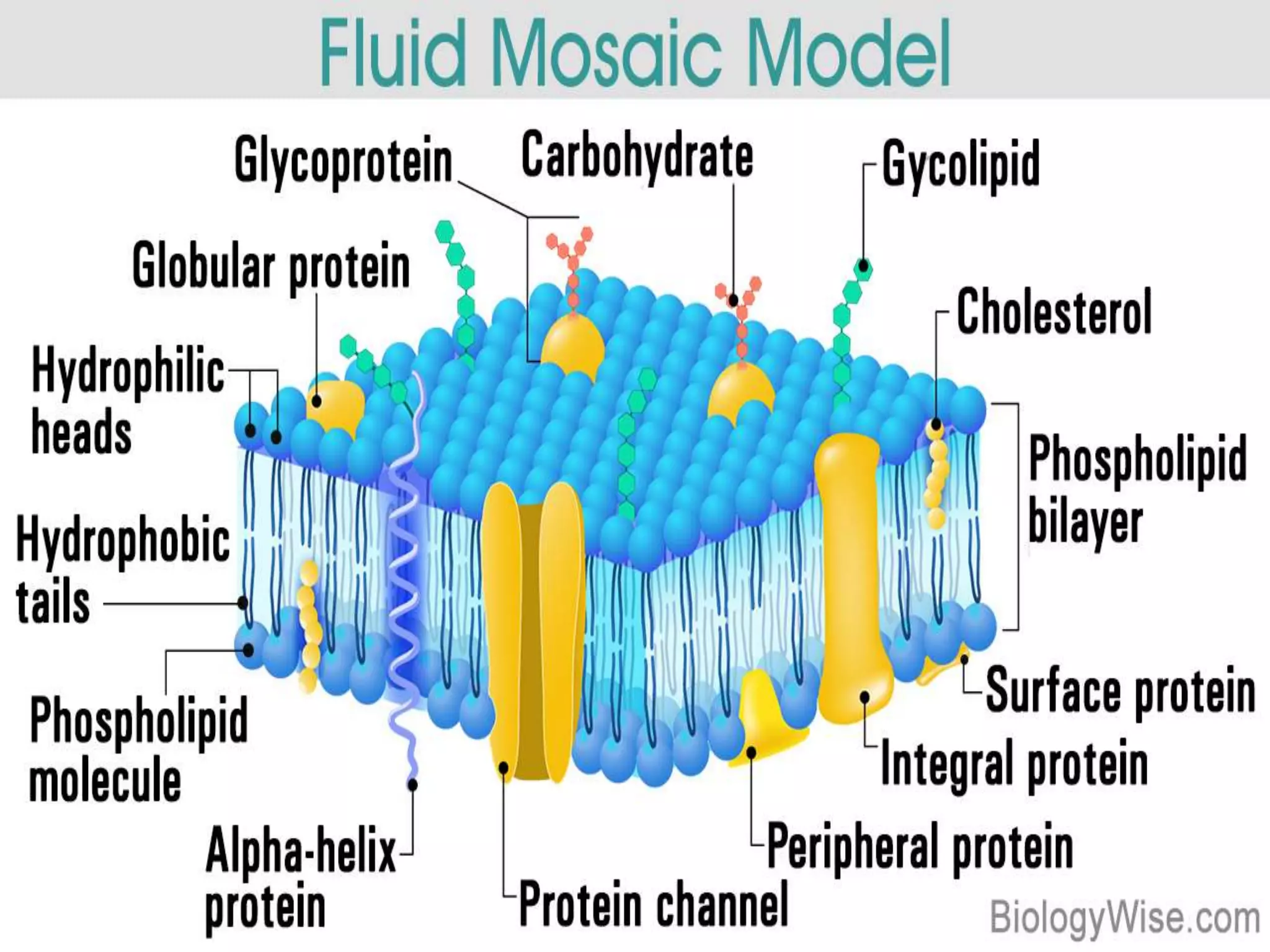 CELL-MEMBRANE-STRUCTURE-FUNCTION-WEEK-5.ppt
