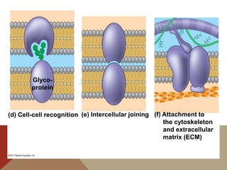 CELL-MEMBRANE-STRUCTURE-FUNCTION-WEEK-5.ppt