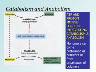 Cell Metabolism | PPT