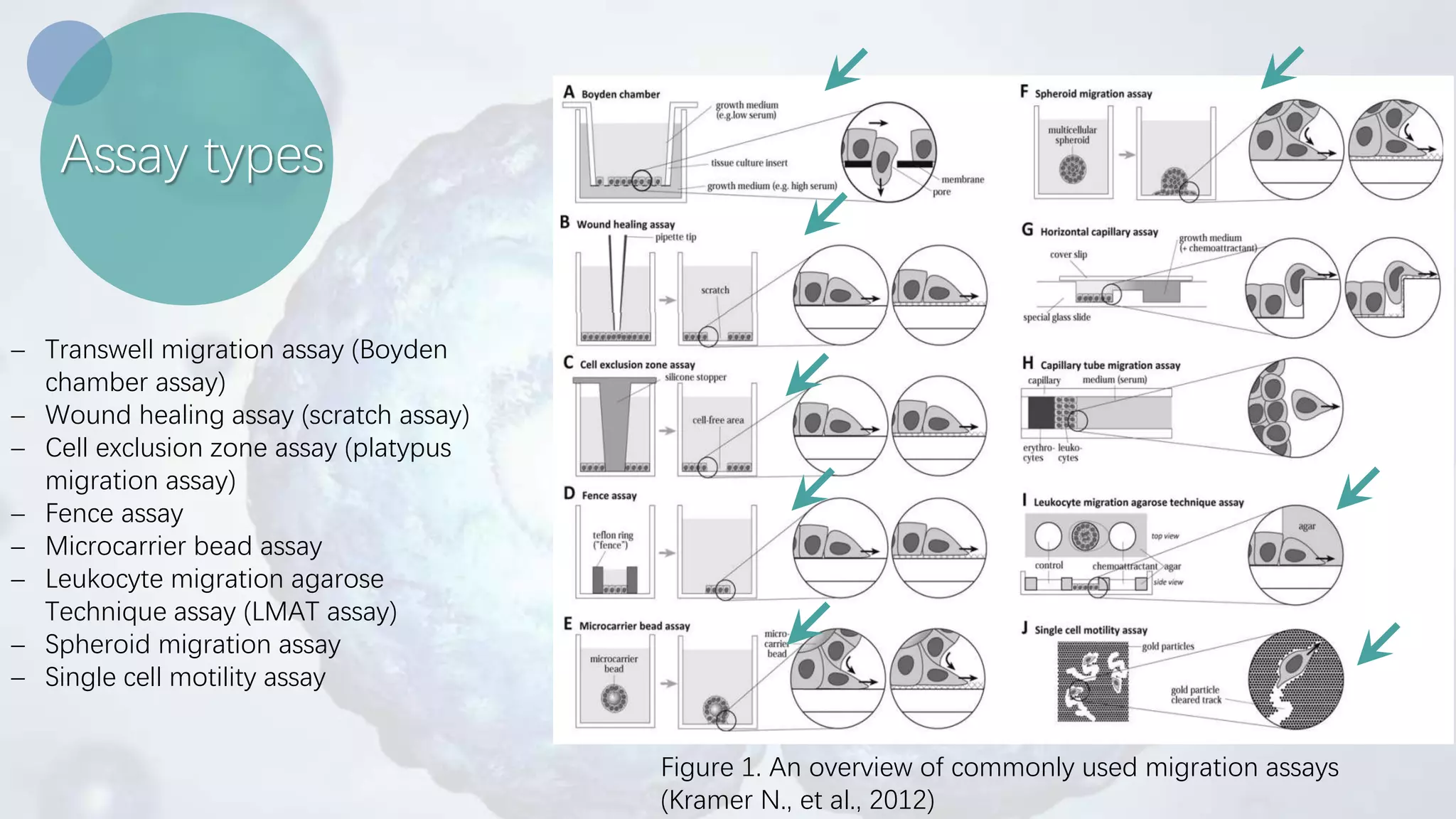 Brief Introduction: Cell Migration Assay | PPTX
