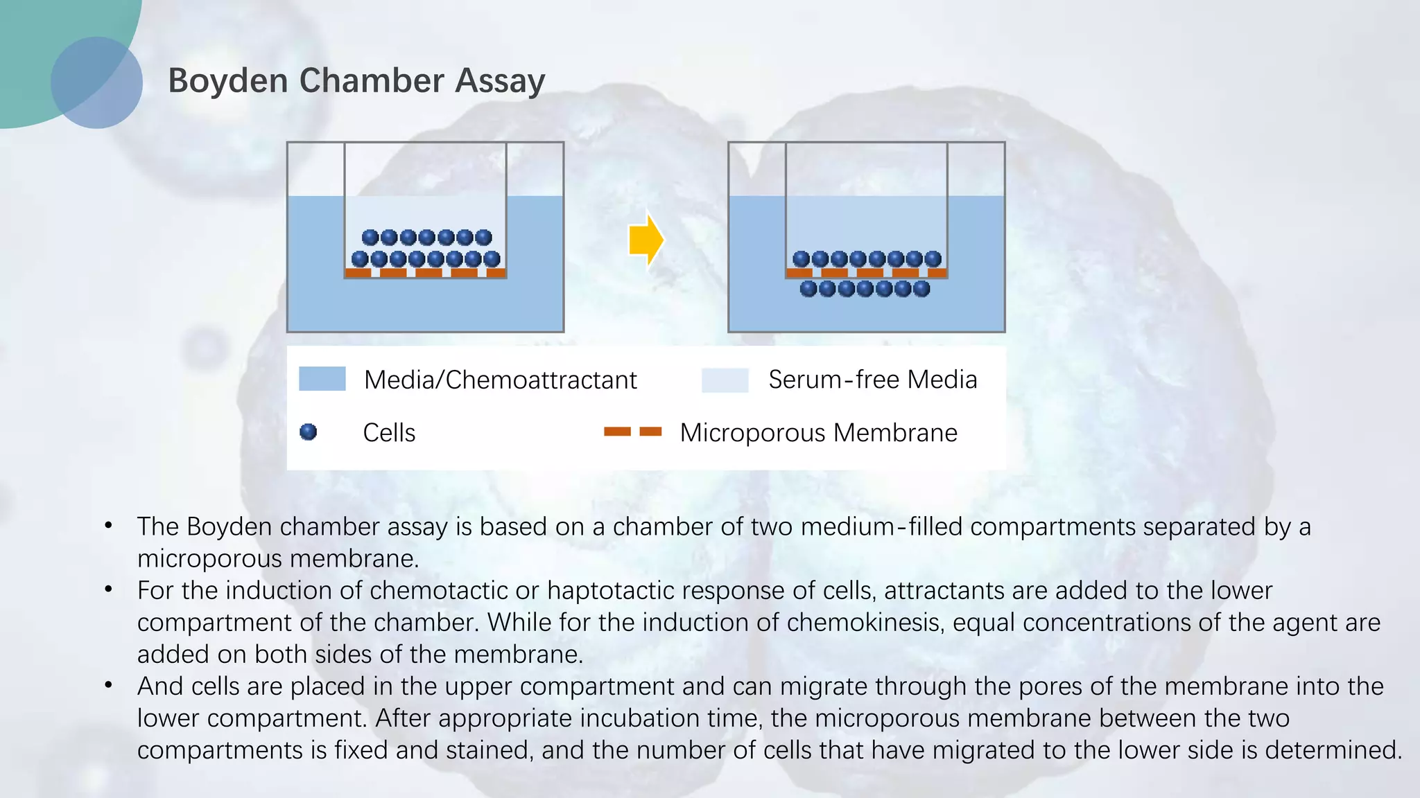 Brief Introduction: Cell Migration Assay | PPTX