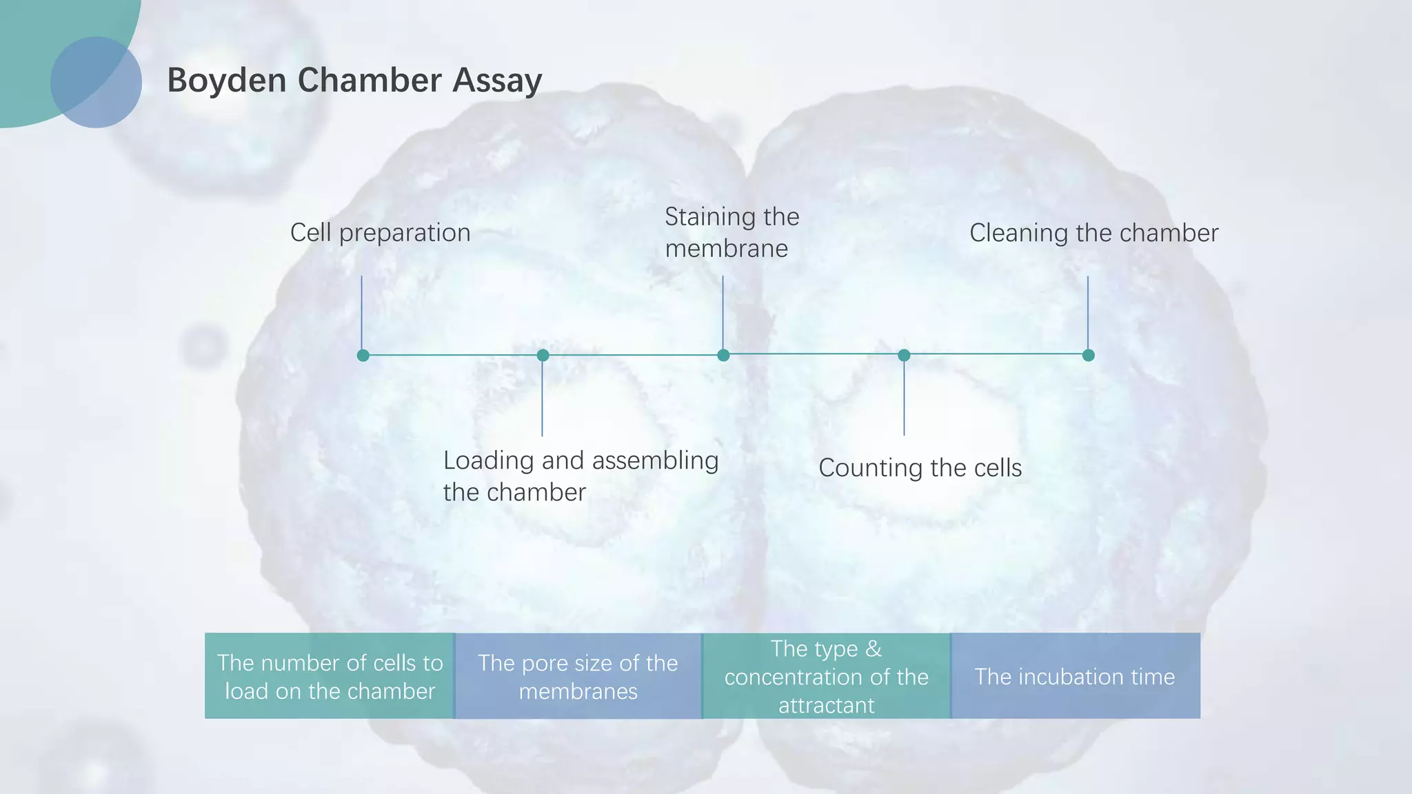 Brief Introduction: Cell Migration Assay | PPTX