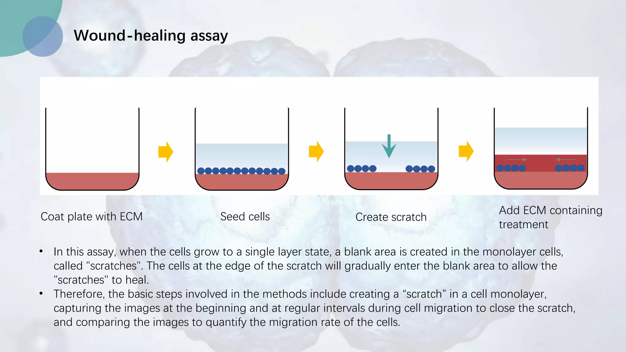 Brief Introduction: Cell Migration Assay | PPTX