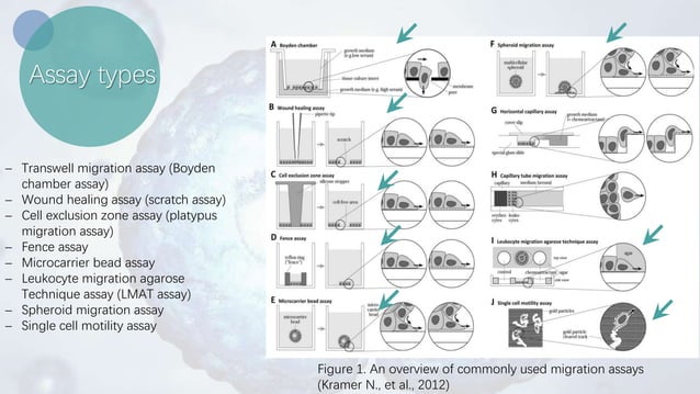 Brief Introduction: Cell Migration Assay | PPTX