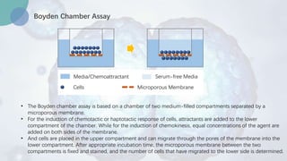 Brief Introduction: Cell Migration Assay | PPTX