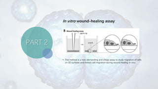 Brief Introduction: Cell Migration Assay | PPTX