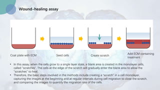 Brief Introduction: Cell Migration Assay | PPTX