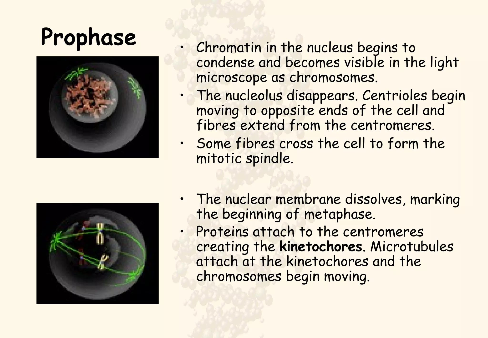 Cell & Molecular Biology | PPT