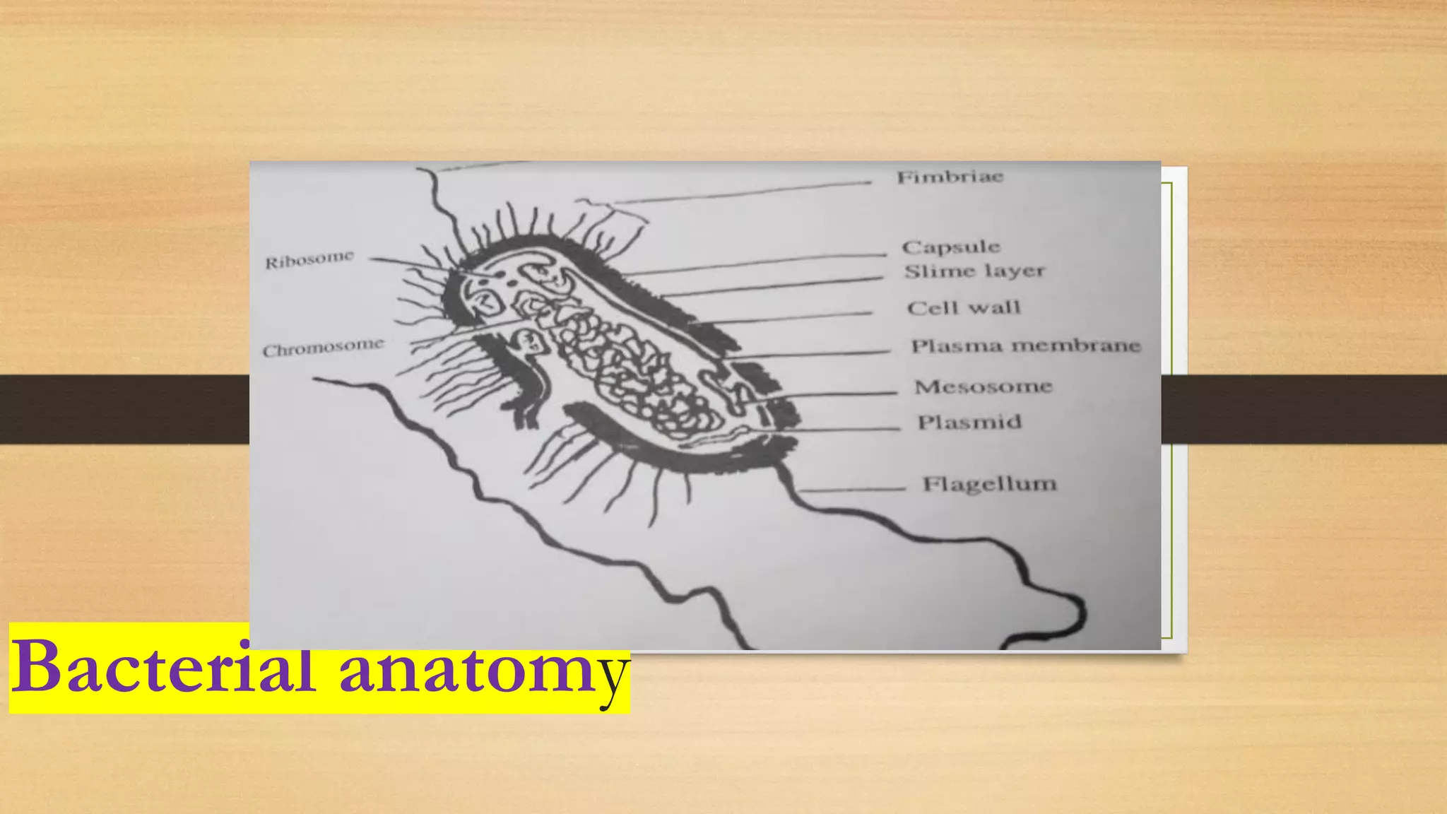 Bacterial Cell morphology | PPT