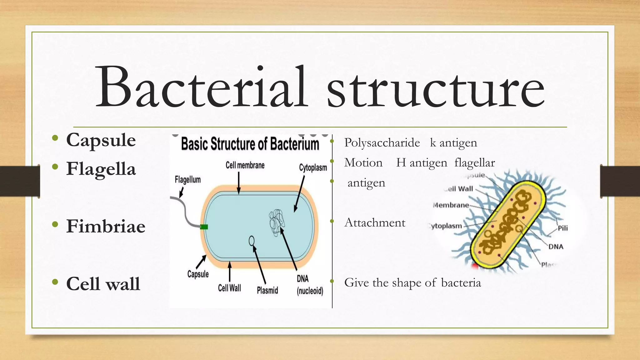 Bacterial Cell morphology | PPT