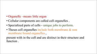 The hypothesis proposing RNA as the function | PPT