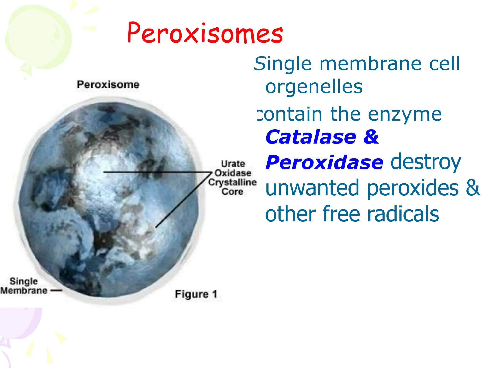 cell - nursing.ppt