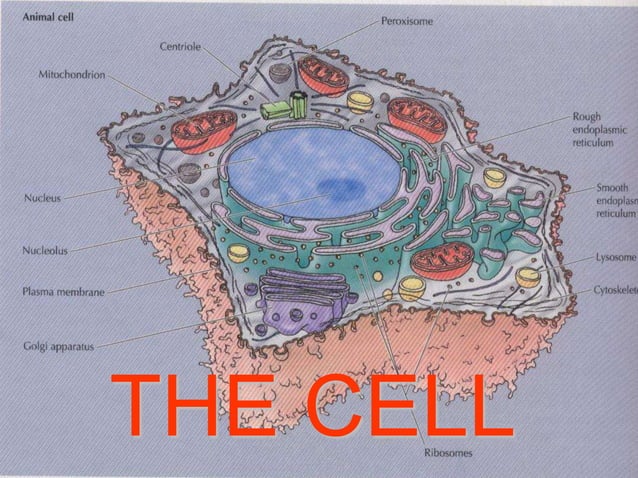 cell - nursing.ppt