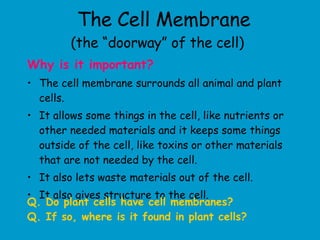 Cell Organelles | PPT | Biological Sciences | Science