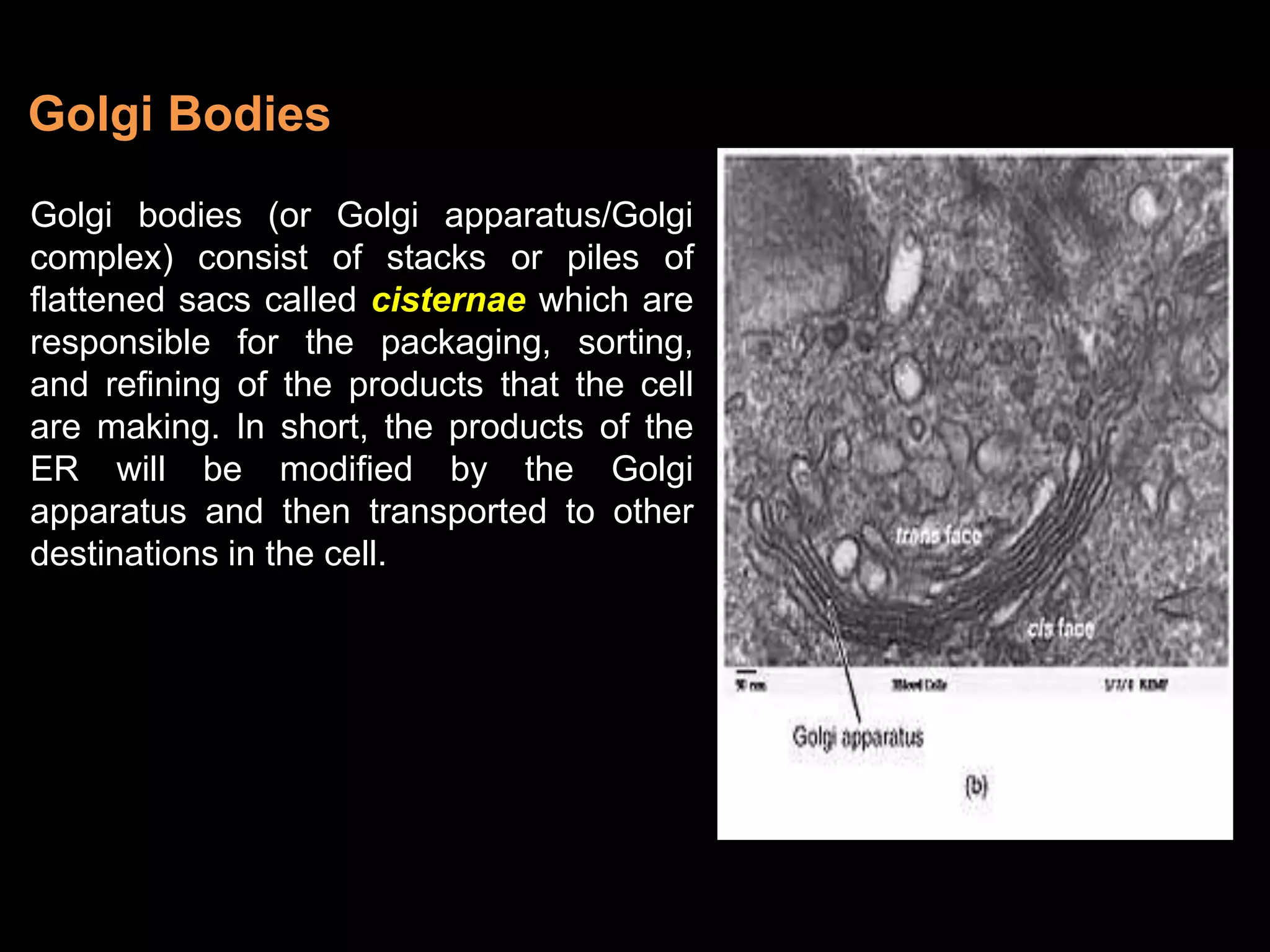 Cell-Organelles.pptx