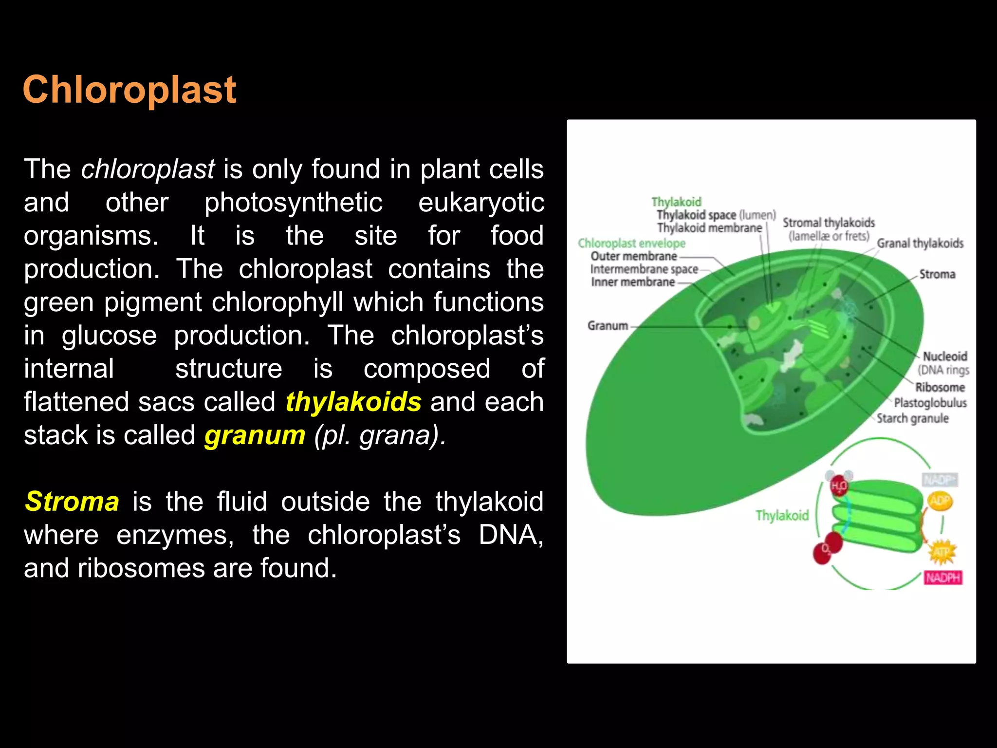 Cell-Organelles.pptx