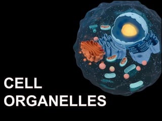 Cell-Organelles.pptx