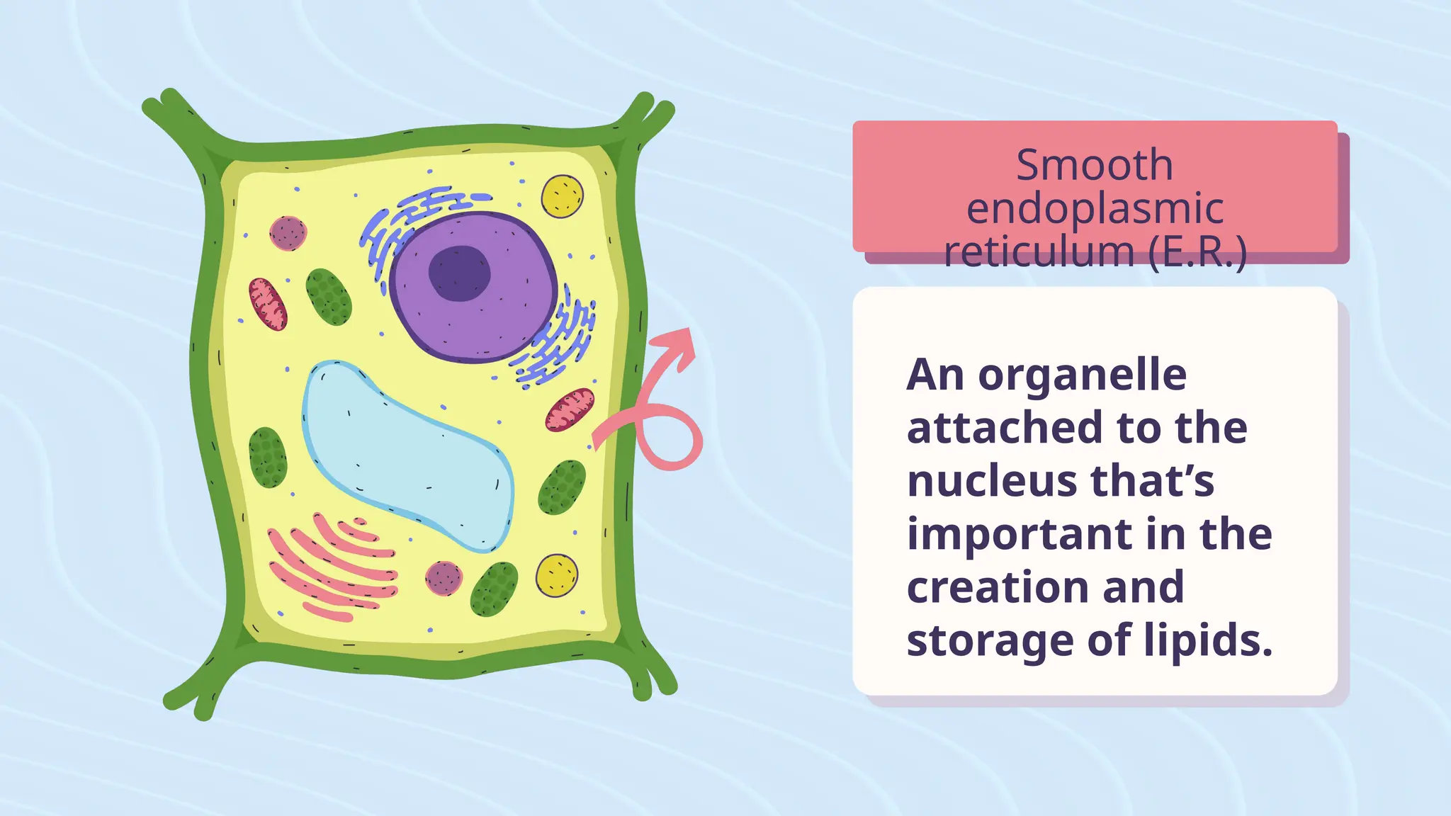 Cell-organelles powerpoint presentation.pptx