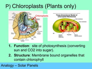 Cell-Organelles-Review for Science Subjects.ppt