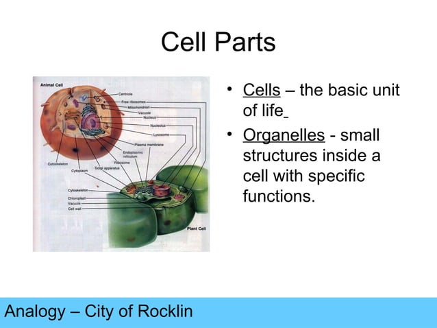 Cell-Organelles-Review for Science Subjects.ppt