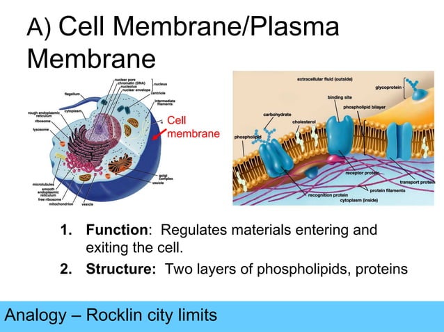 Cell-Organelles-Review for Science Subjects.ppt