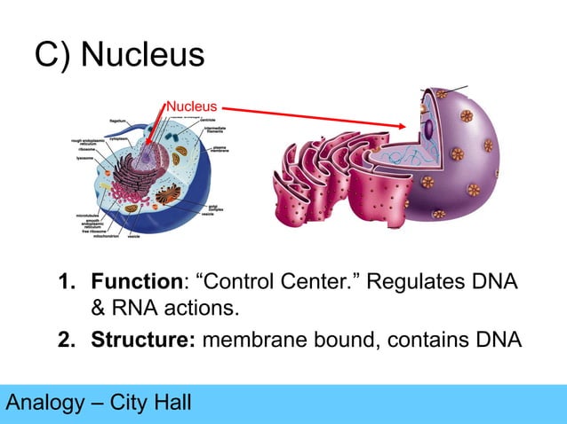 Cell-Organelles-Review for Science Subjects.ppt