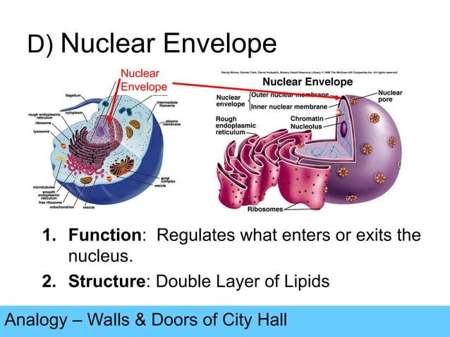 Cell-Organelles-Review for Science Subjects.ppt