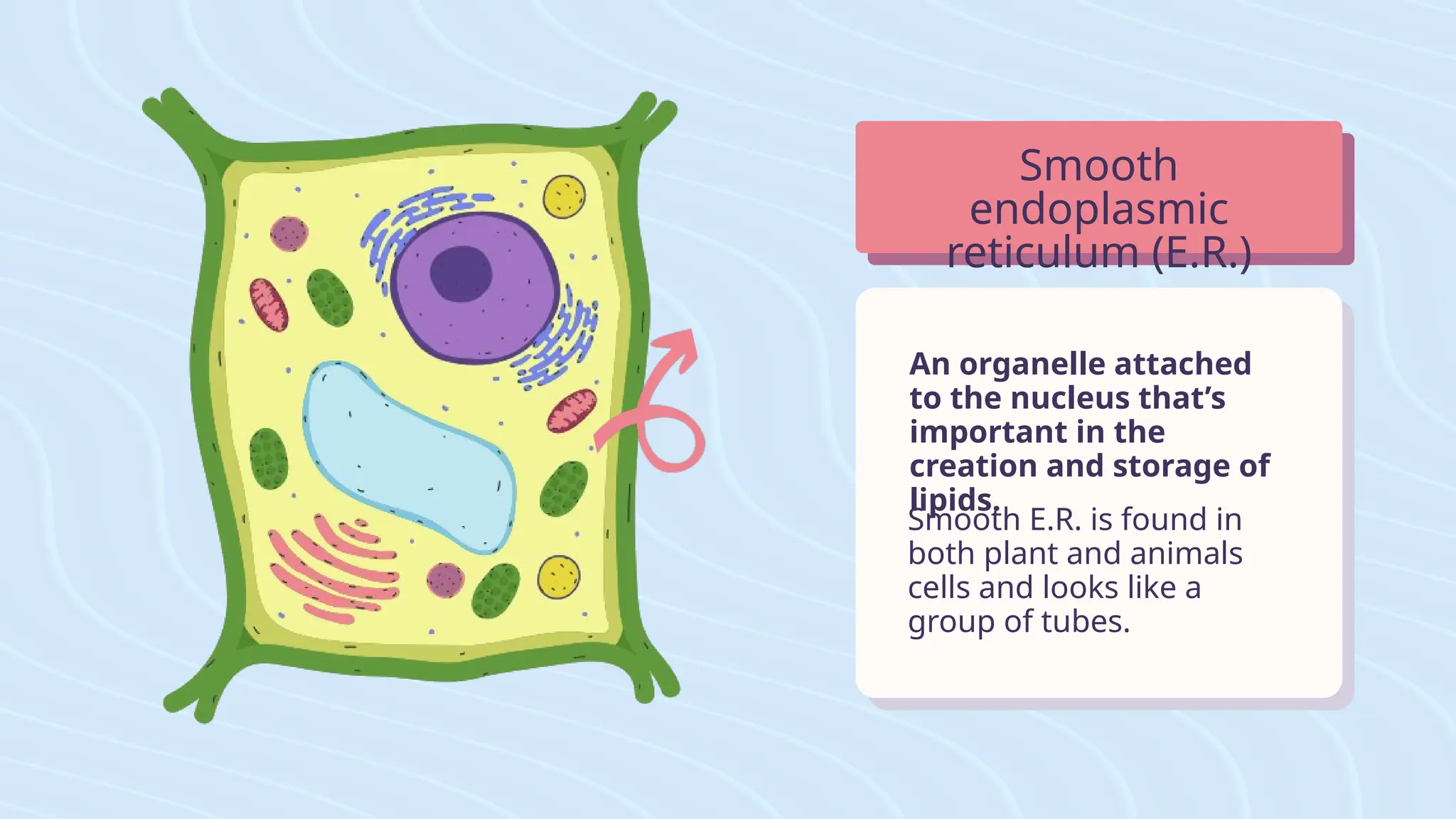 Cell-Organelles-Structures-Lesson-Presentation-in-Blue-and-Pink-Hand-Drawn-Style (2).pptx